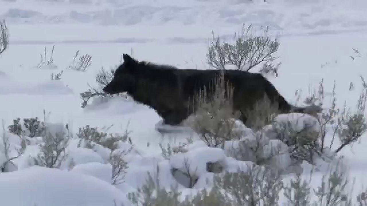 Black wolf in Yellowstone’s Lamar Valley - YouTube