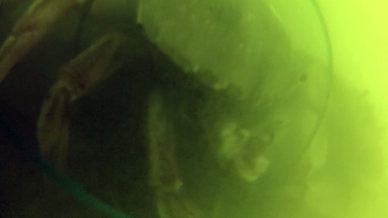 UNDERWATER Crab Snaring Footage! What REALLY Happens in the Dungeness ...