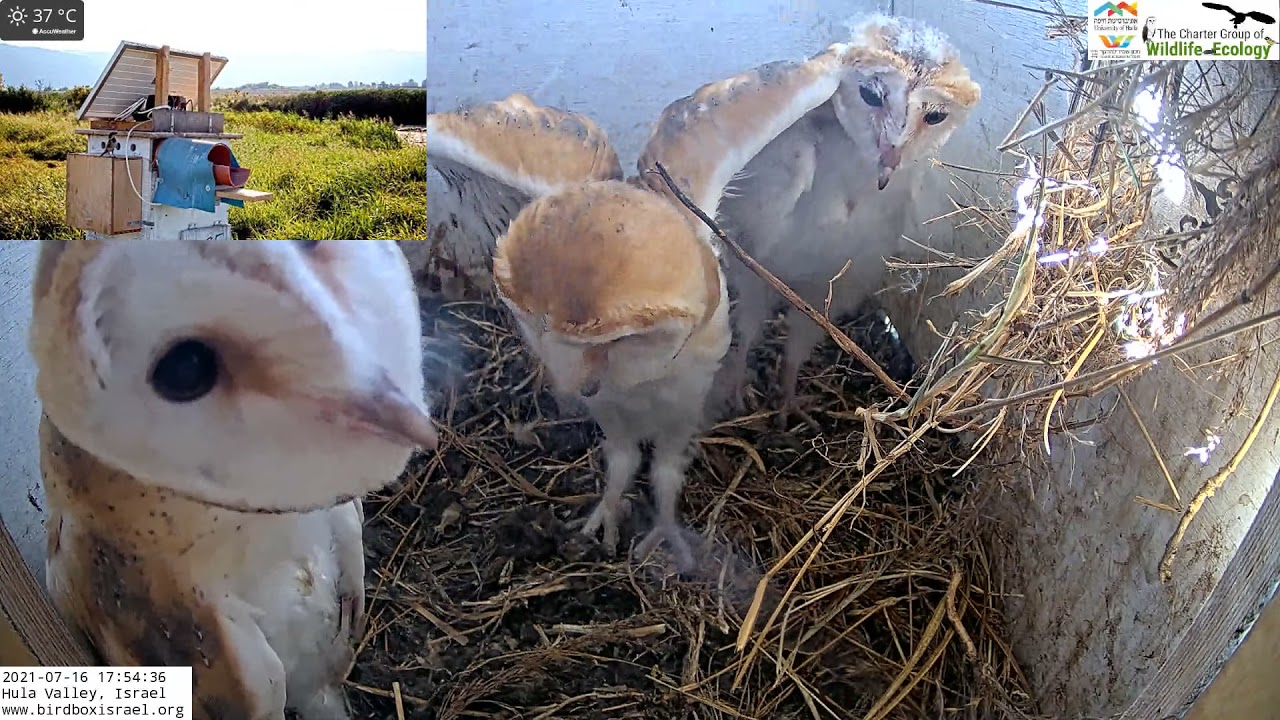 Barn owl nestlings pounce in box while sparrows build nest | Barn Owl ...