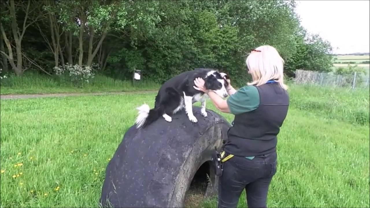 Dogs Trust Darlington: Angie - YouTube