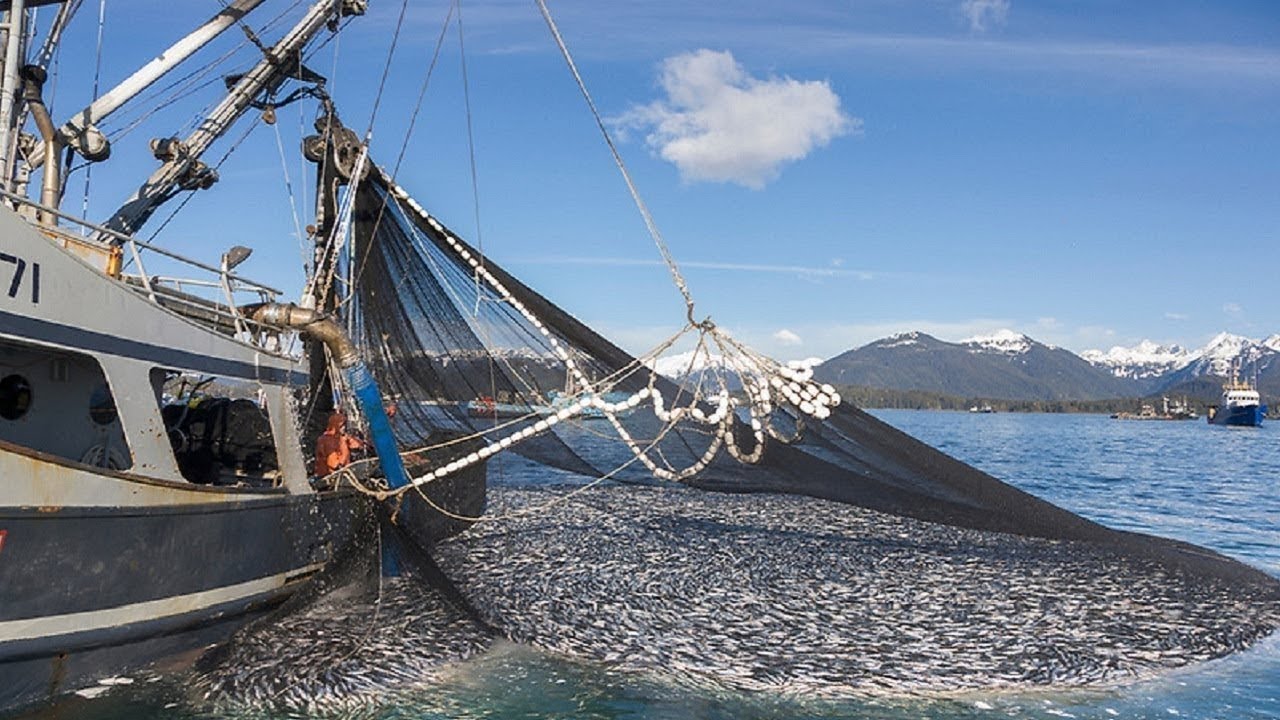 How to Catch Tuna Fish from the Sea and Tuna Fish Packing & Processing ...