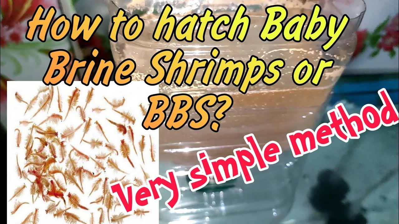 Paano Magpa-hatch ng Baby Brine Shrimp Eggs (BBS)? Simple Method. - YouTube