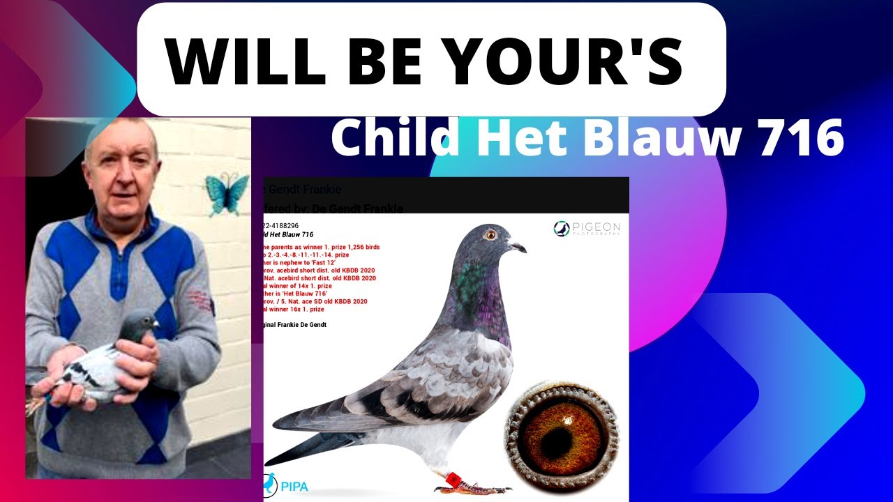 Child Het Blauw 716 | What A Beautifull And Strong Racing Pigeon In ...