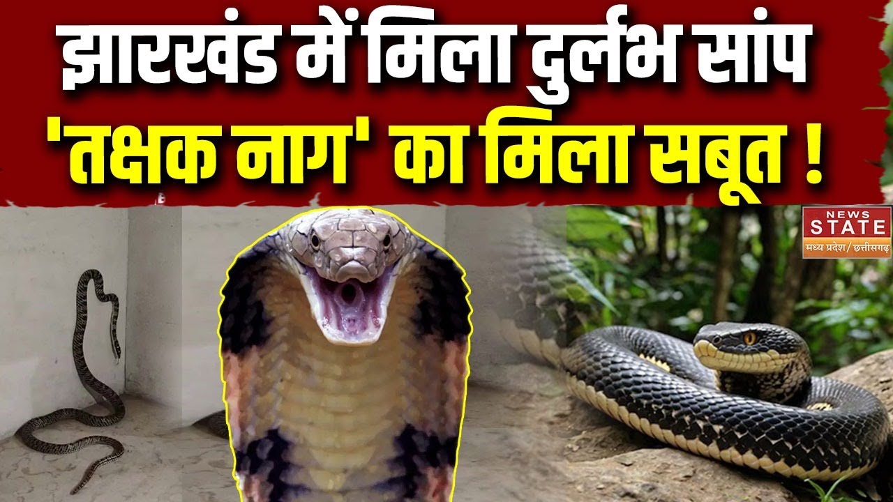 Takshak Nag Rare Snake: झारखंड में मिला महाभारत वाले तक्षक नाग का 'वंशज ...