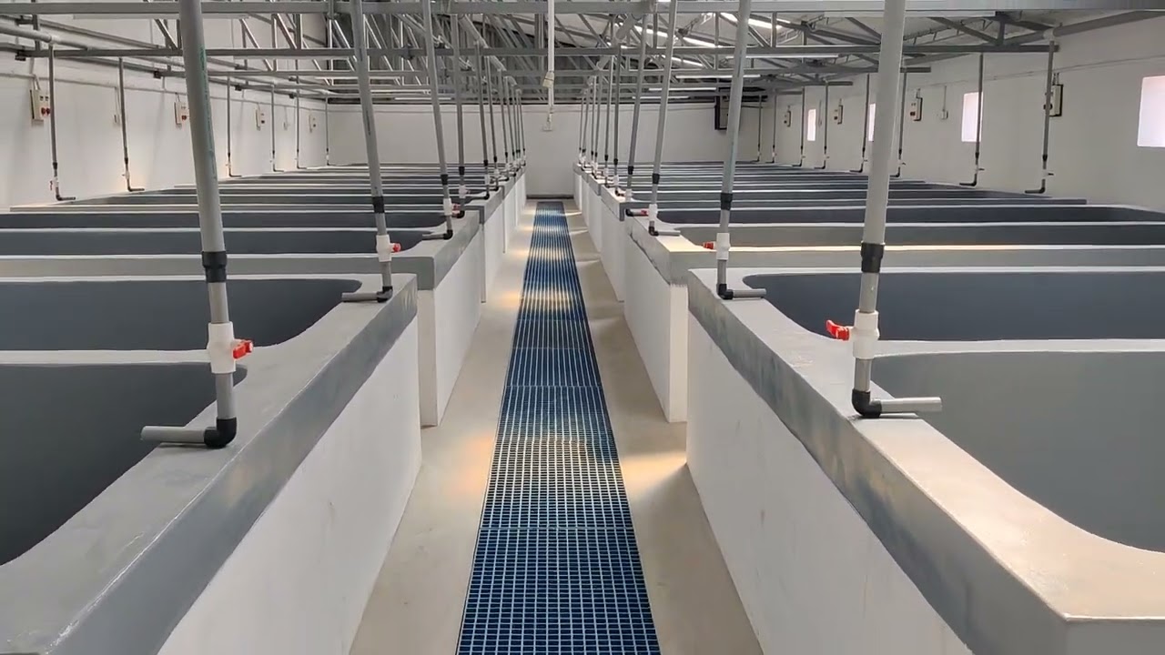 LARVAL REARING TANKS | BKMN AQUA | 9533221100 | www.bkmnaqua.com - YouTube