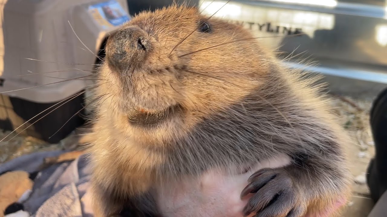 Beaver Teeth and Cloaca’s - YouTube