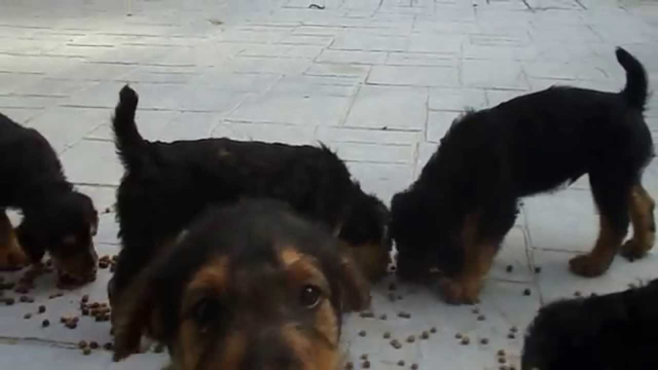 S & S Family Airedales - Video of Airedale Terrier Puppies - 8 Weeks ...