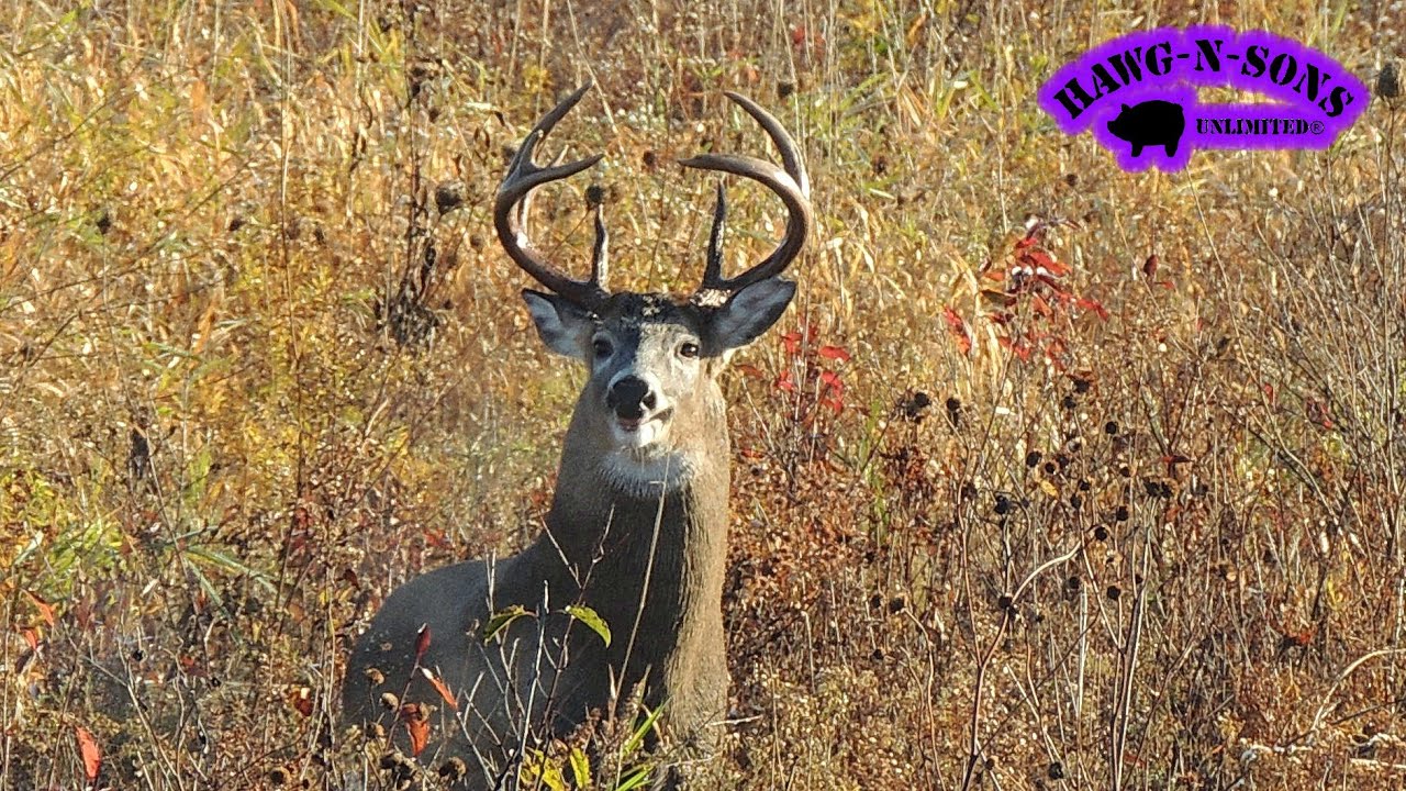 Deer Hunting Big Rutting Non Typical Buck Chasing Does - YouTube