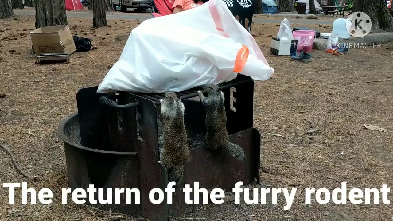 The return of the furry rodents - YouTube