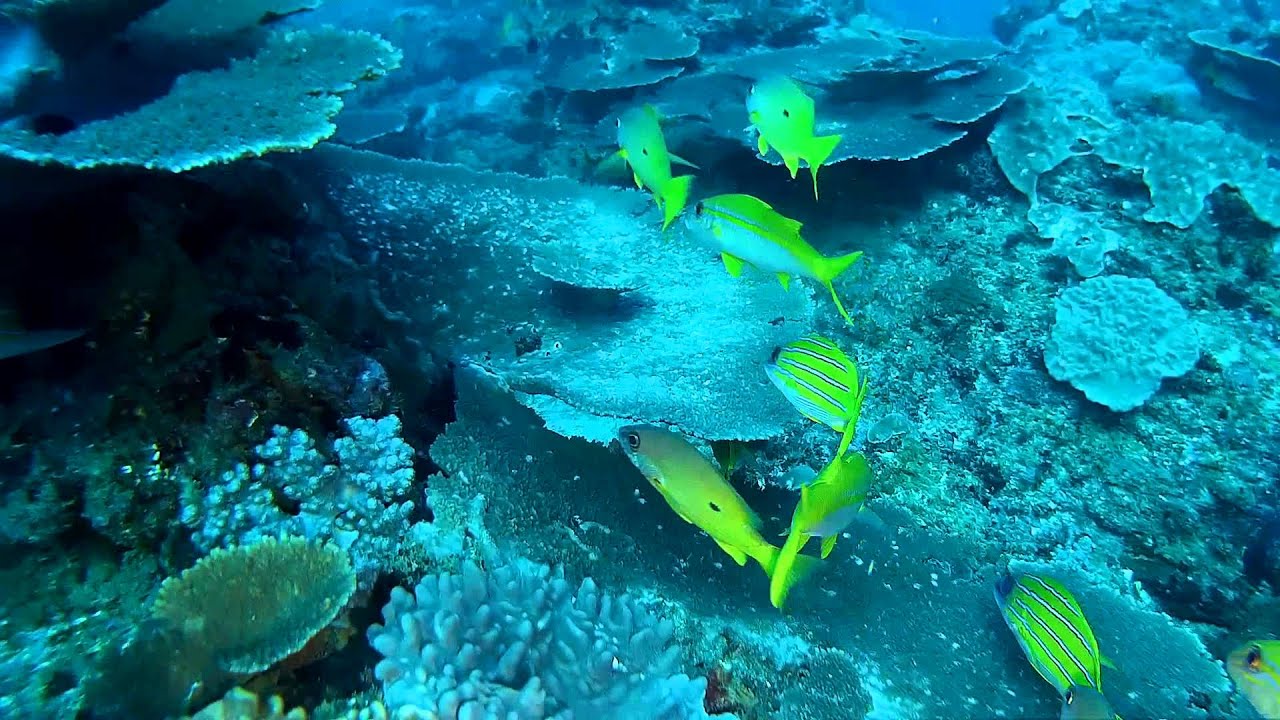 Yellow Striped, Yellow Tail, BlackSpot Snapper - YouTube