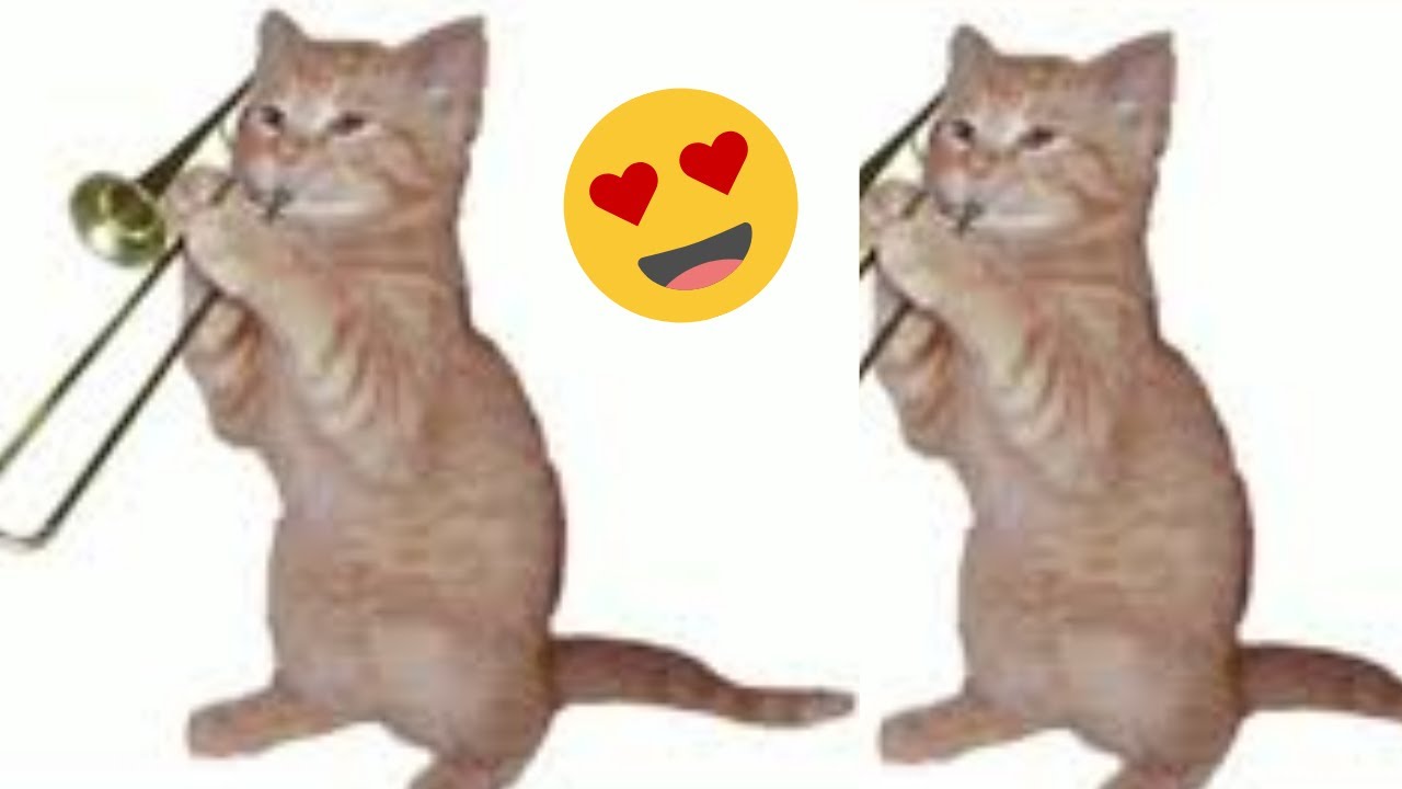 CAT PLAYS THE TRUMPET - YouTube