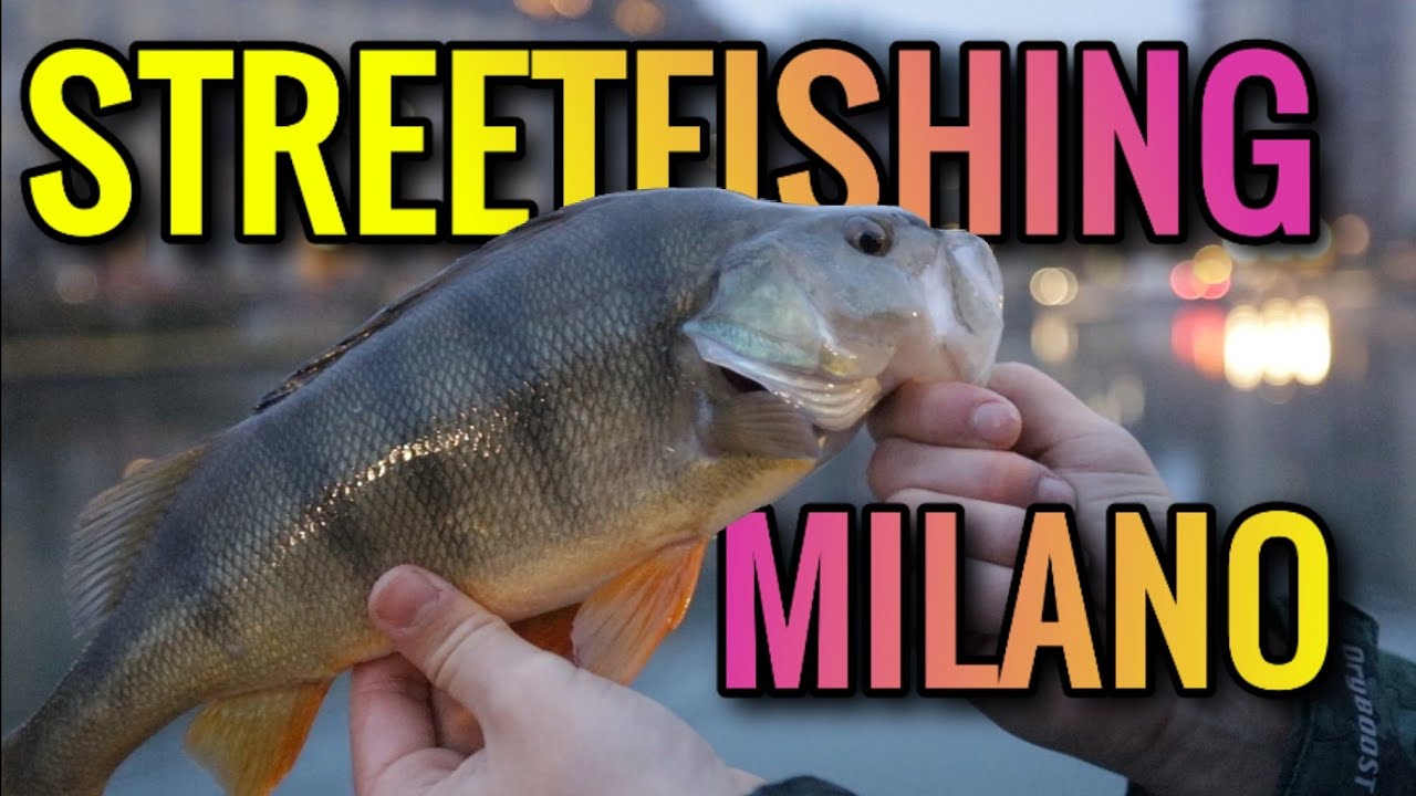 STREETFISHING A MILANO - OBIETTIVO BIG PERCH 😎🤘🏽 - YouTube