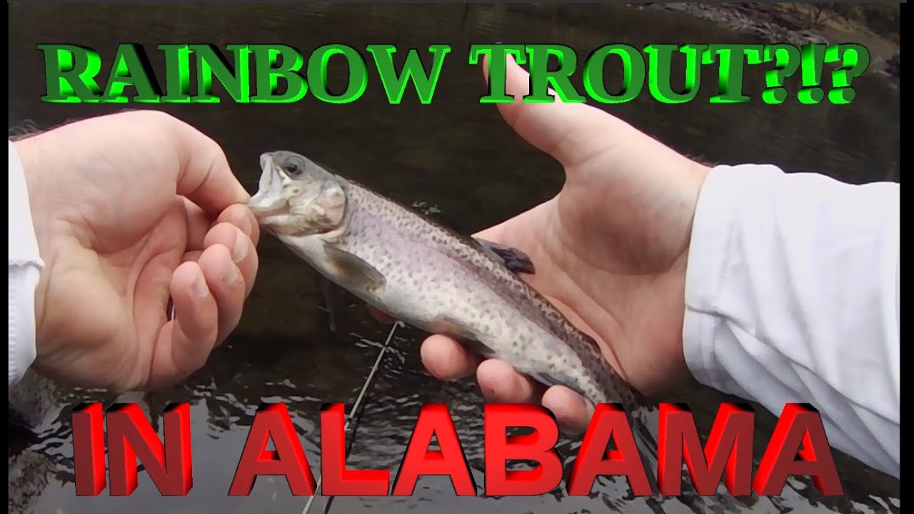 TROUT FISHING!?!?! IN ALABAMA???? - YouTube