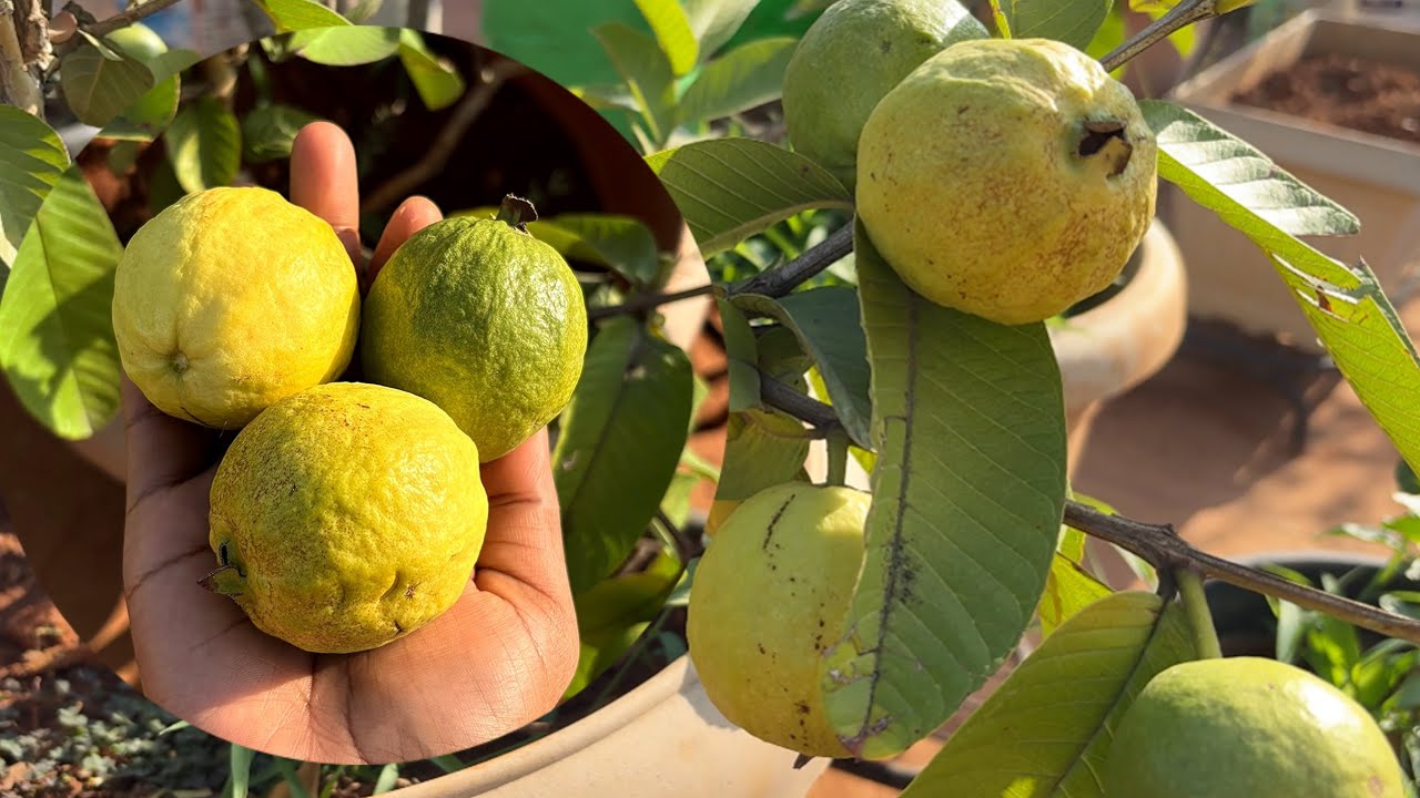 Guava plant growing at home | first harvest | Jama chetu | fruits plant ...