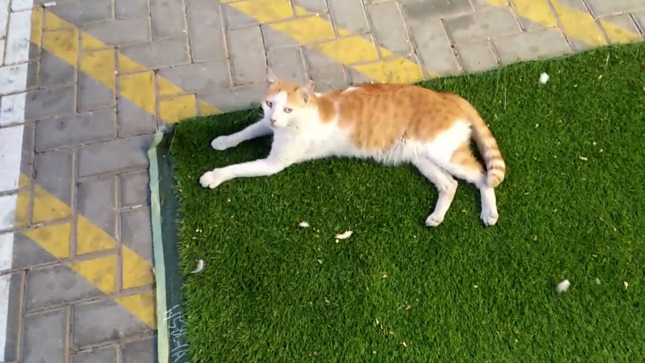 cat vs cat fight sound.Real cat figt ( watch with sound) - YouTube