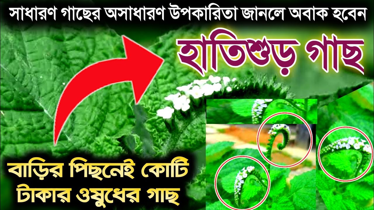 হাতিশুর গাছের শিকরের উপকারিতা | Hatisur tree benefits in bengali ...