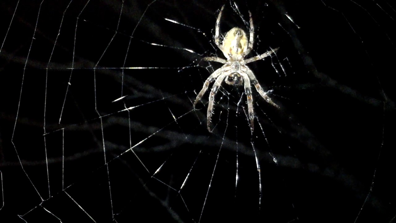 Zoom Shots of Spiders - YouTube