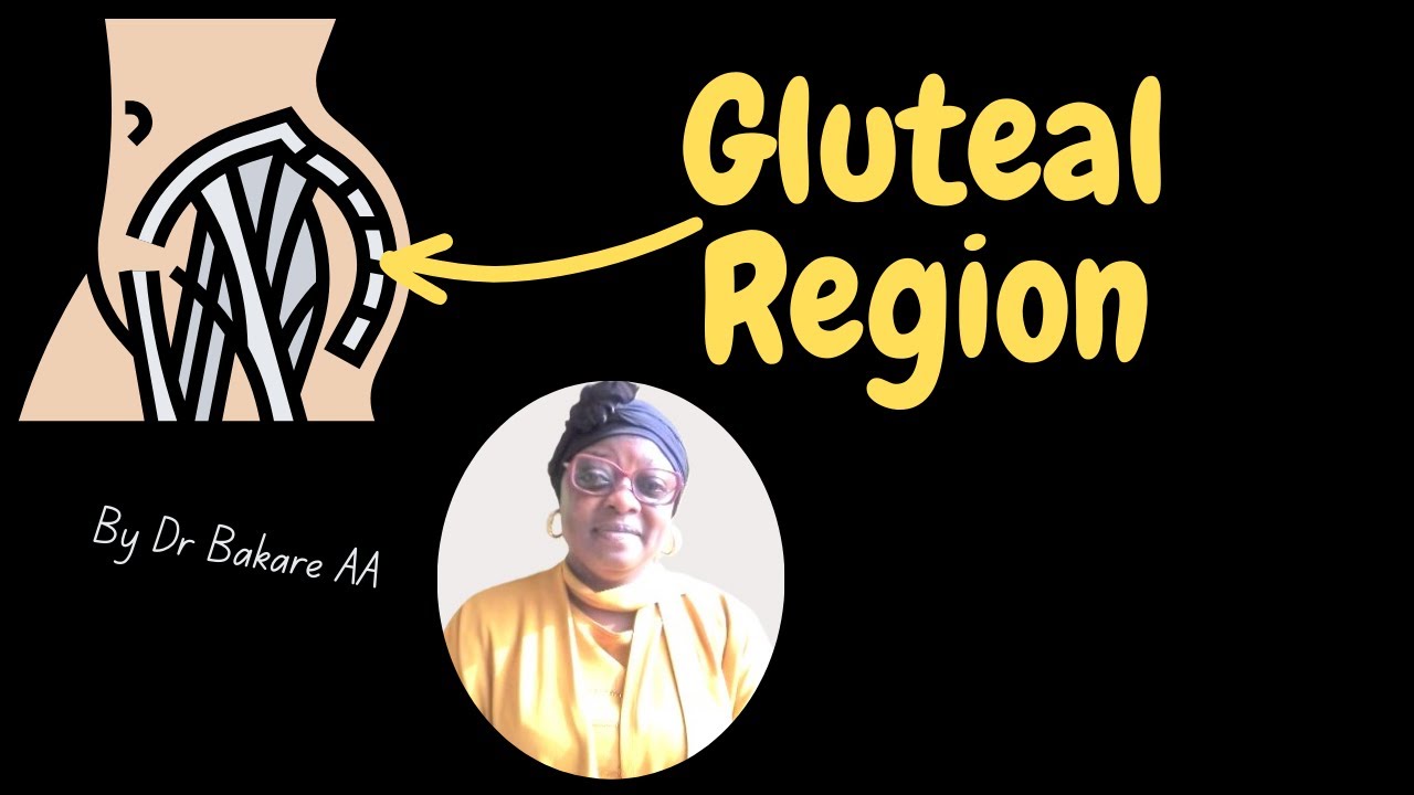 Gluteal region // gluteal bony landmark, muscles, ligaments and ...