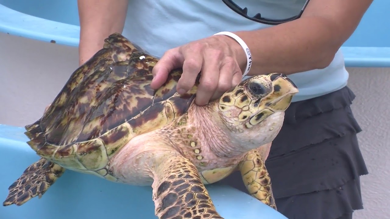 RVAnimals - The Turtle Hospital at Marathon Key, Florida - YouTube