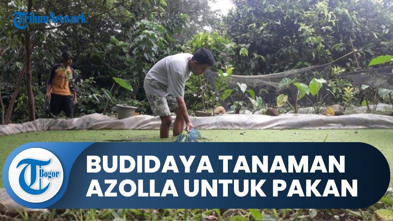 Mengenal Tanaman Air Azolla, Miliki Protein Tinggi, Bisa Digunakan ...