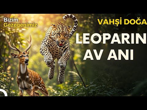 Vahşi Afrika: Leoparın Geyik Avı! | Türkçe Dublaj Belgesel