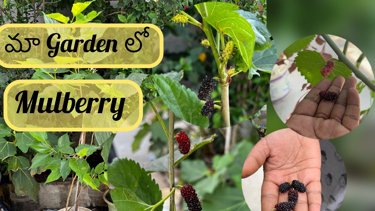 Mulberry plant | Tips to grow more mulberry fruits - YouTube