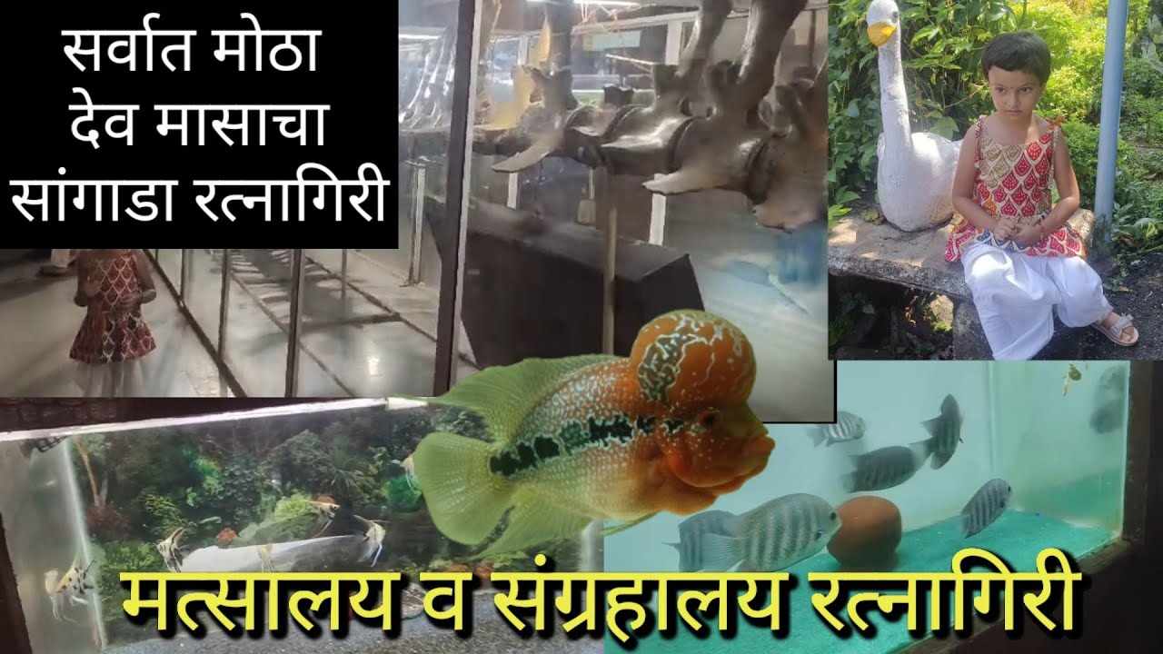 Ratnagiri Marine Fish Museum/ रत्नागिरी मत्स्यालय व संग्रहालय | Aqariun ...