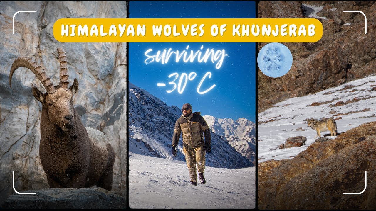 Himalayan Wolves Of Khunjerab National Park, Pakistan | Wildlife of ...