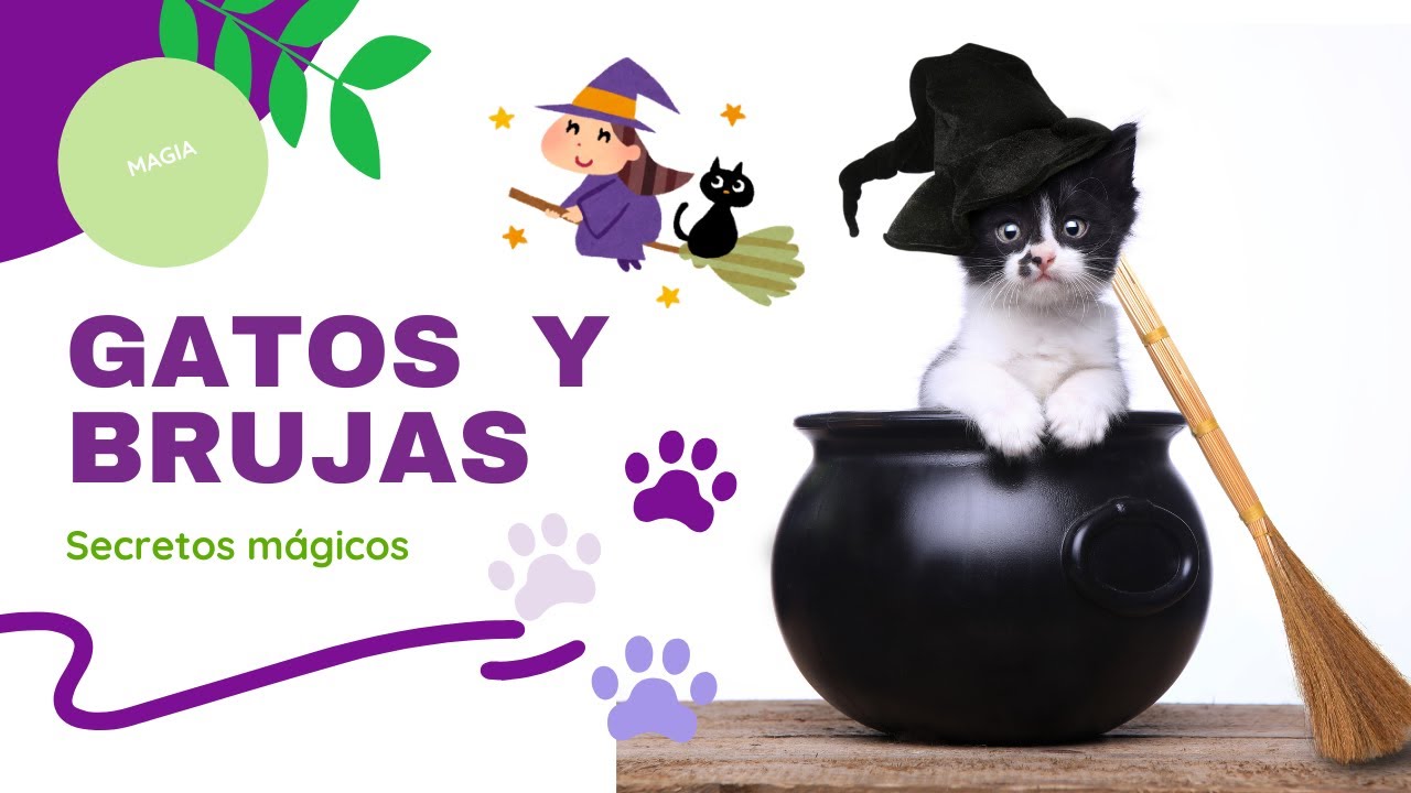 Brujas y Gatos: una conexión mágica y espiritual - YouTube
