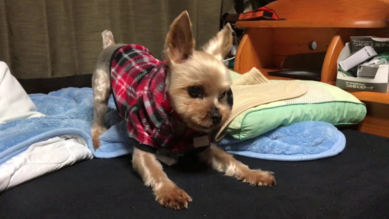 【Yorkie 】ヨーキー 何に対して怒ってるのかな？【Angry】 - YouTube