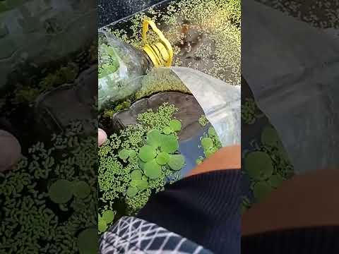 Lipat natin sa grow out tub yung mga guppies natin. - YouTube