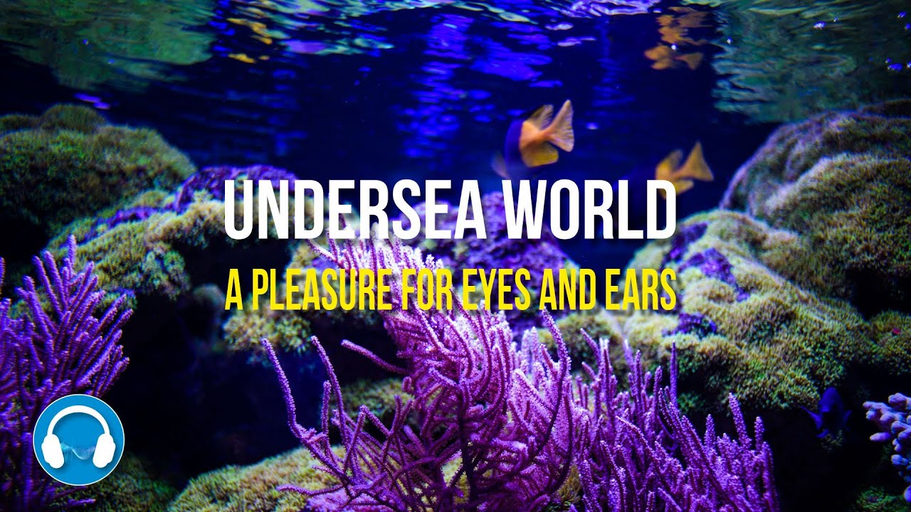 UNDERSEA WORLD. Enjoy video for eyes and ears, relaxing music, epic ...