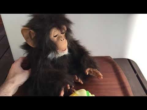 Furreal Friends Cuddle Chimp - YouTube