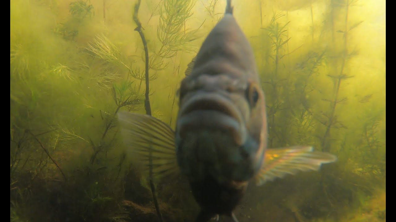 Why is this Fish so mean? - YouTube
