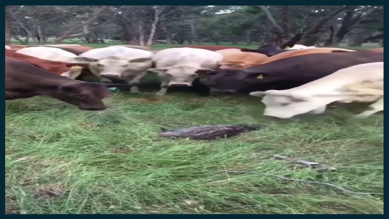 Shock and fear of cows, what did you see cows that raised their fear ...