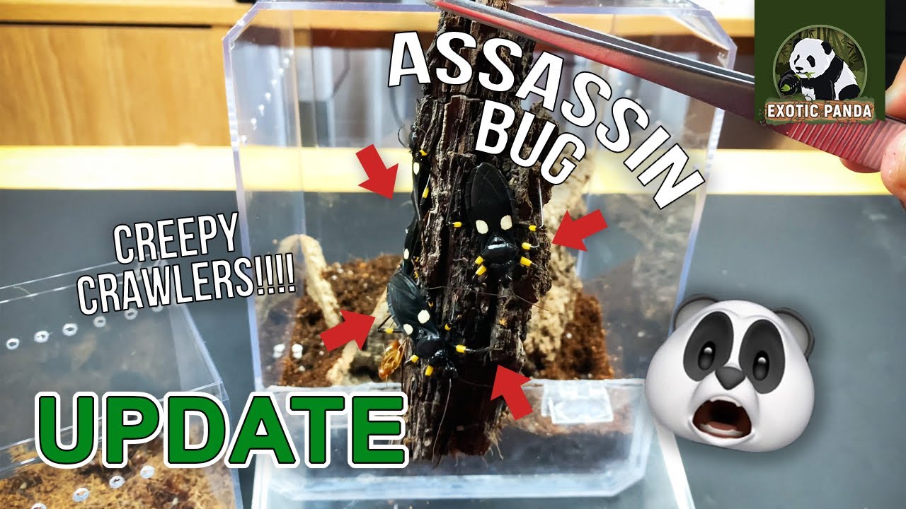 DIY enclosure for your Invertebrates | White Assassin Bug UPDATE ...