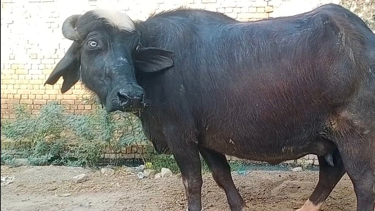 Watch pure neeli buffalo for sale on arifwala 03006537323 -06-04-2024 ...