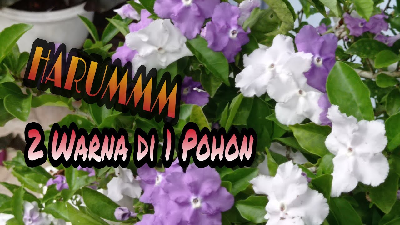Melati Costa 2 Warna Bunga Dalam 1 Pohon Harum Seperti Sedap Malam ...