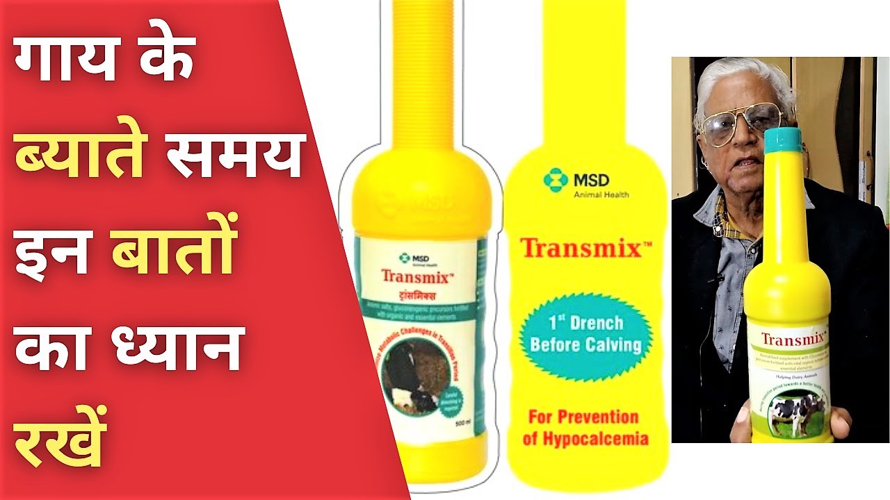 गाय के ब्याते समय इन बातों का ध्यान रखें | Transmix for Transition ...