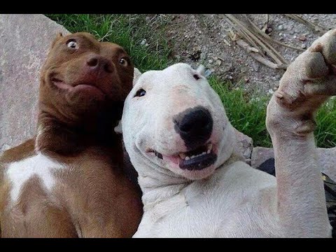 ENG KULGILI VIDIOLAR TOPLAMI TIK TOK INSTAGRAM Funny CatS Best Videos ...