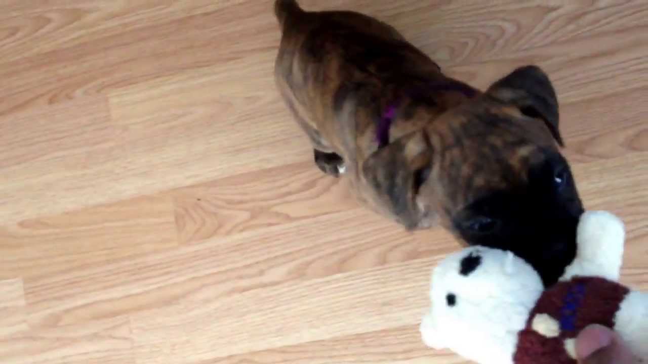 Boxer puppy cries - YouTube