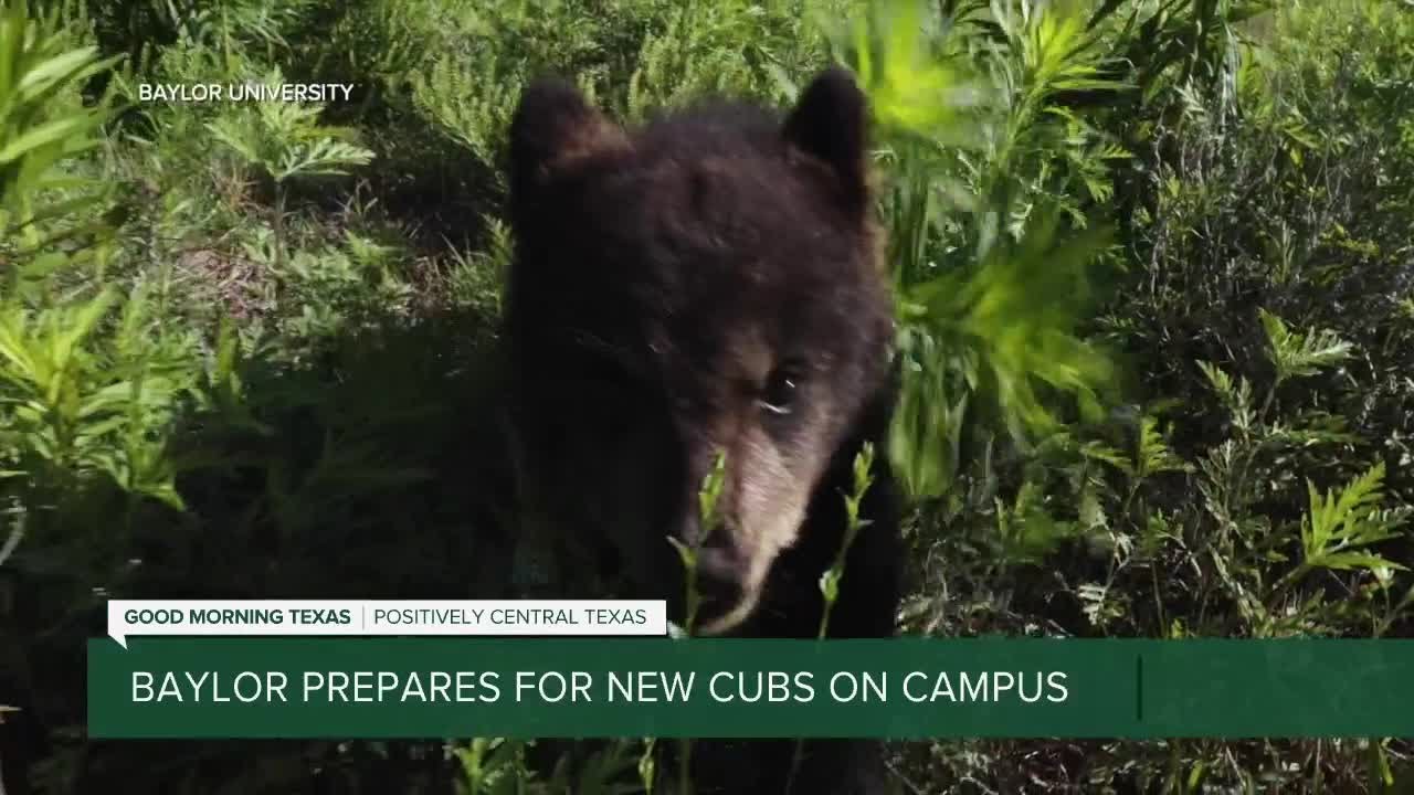 Baylor prepares to welcome new cubs to campus - YouTube