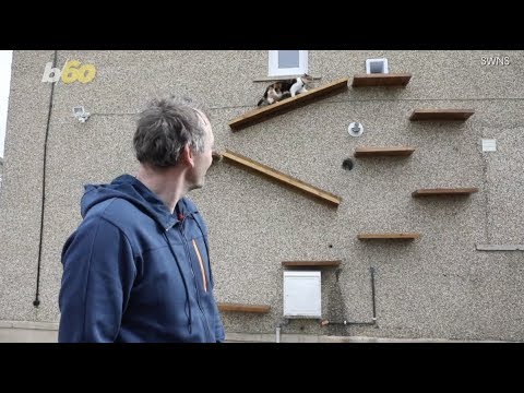 Man Creates Outdoor Cat Ladder to Second Story So Cat Can Avoid Dog ...