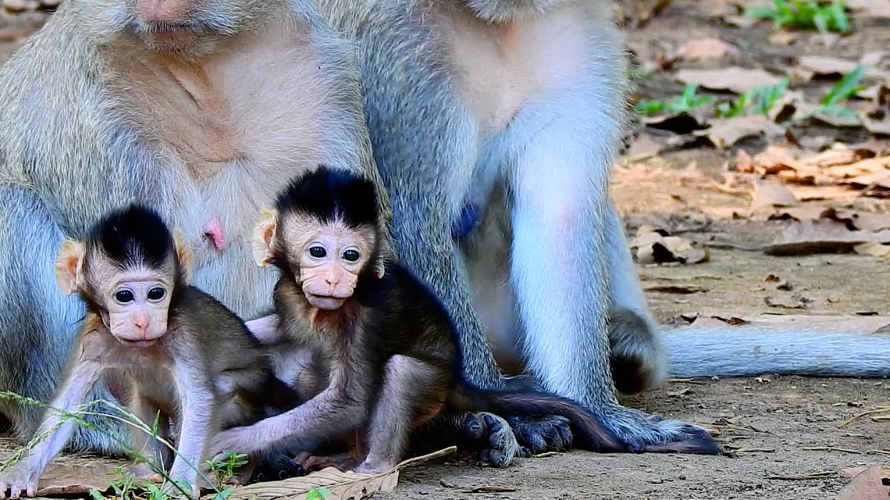 Diago and Jude are Ready to Play After Nice Milk - YouTube