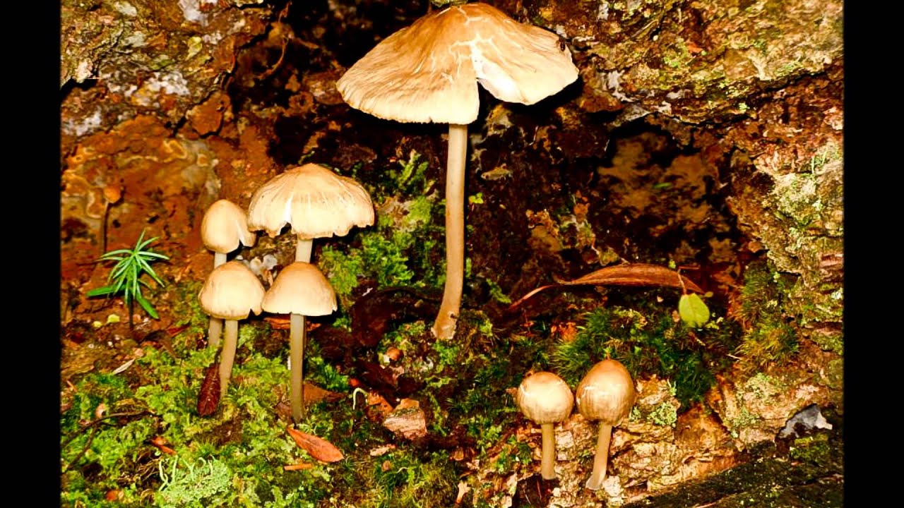 Arboretum Hogsback, Eastern Cape - YouTube