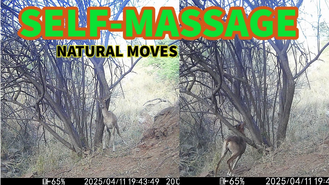 Wild Moves: Animals Massaging in the Forest || Forest Guard - YouTube