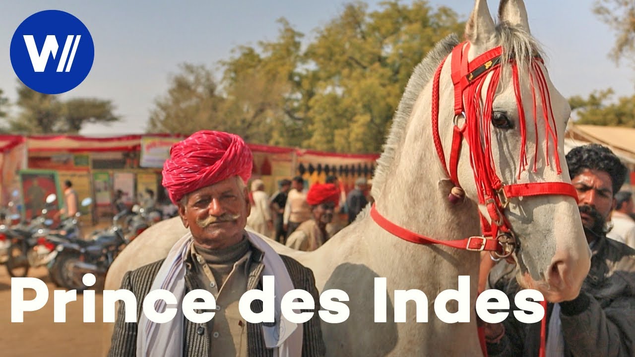 Marwari, le cheval légendaire de l’Inde : Dans les pas du prince des ...