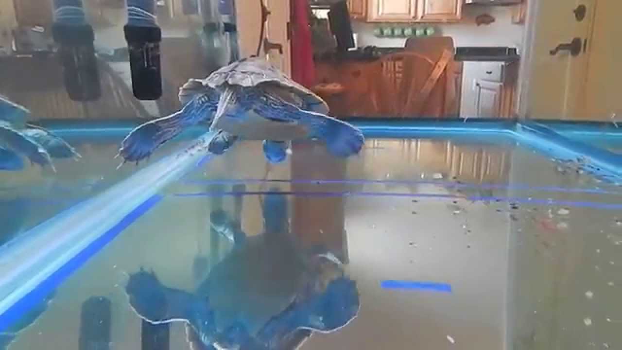 Turtle Hitting nose on glass & swimming around - YouTube
