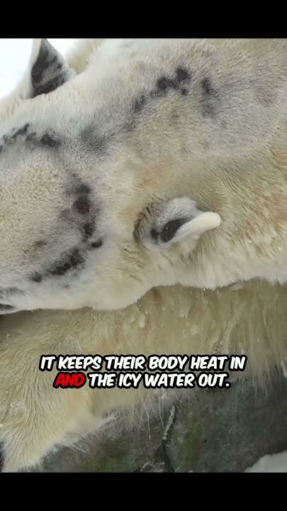 How Do Polar Bears Stay Warm in the Cold? 🐻‍ ️ | Arctic Animal Facts ...