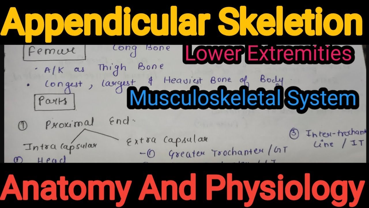 Notes Of Appendicular Skeletion System (Lower Extremities) in Anatomy ...
